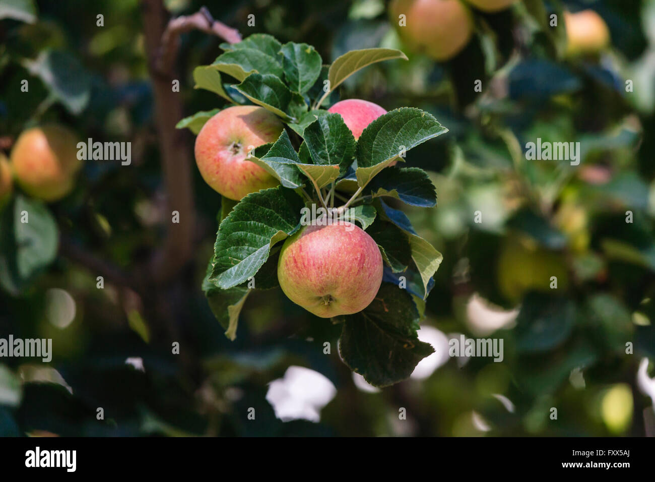 Apple in India Stock Photo - Alamy