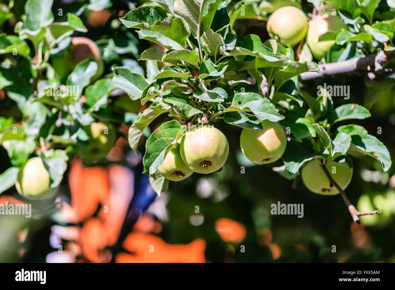 Apple in India Stock Photo - Alamy