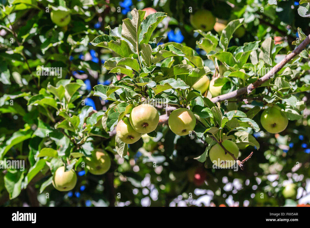 Apple in India Stock Photo - Alamy