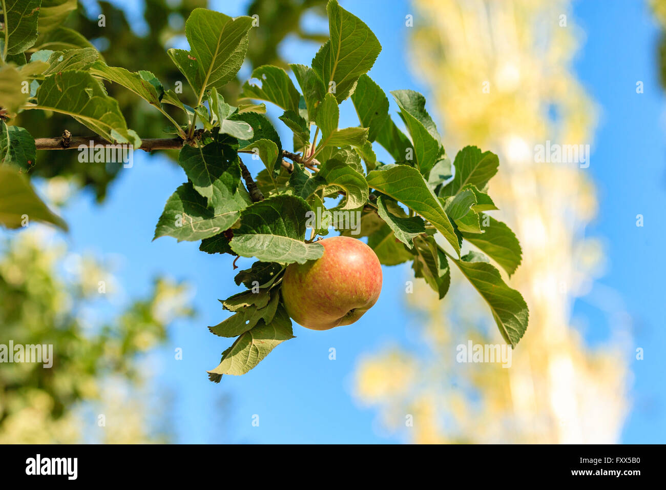 Apple in India Stock Photo - Alamy