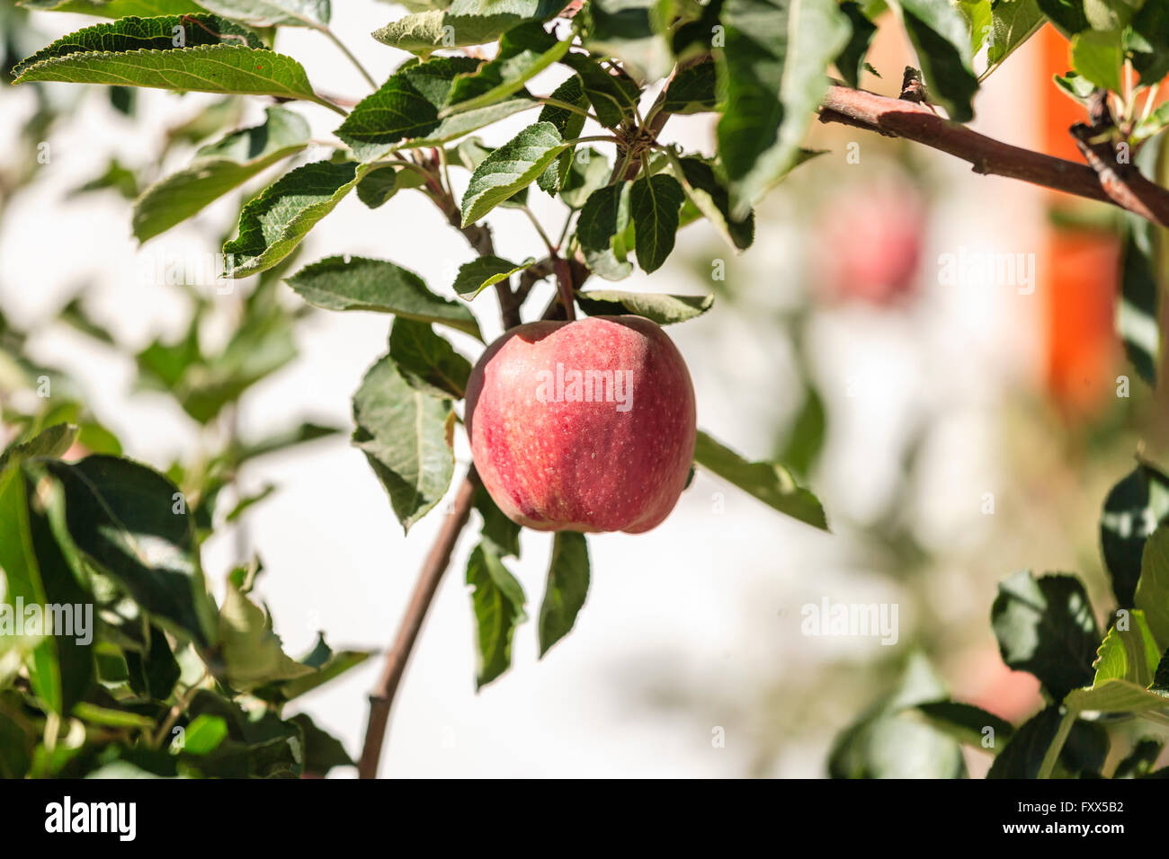 Apple in India Stock Photo - Alamy