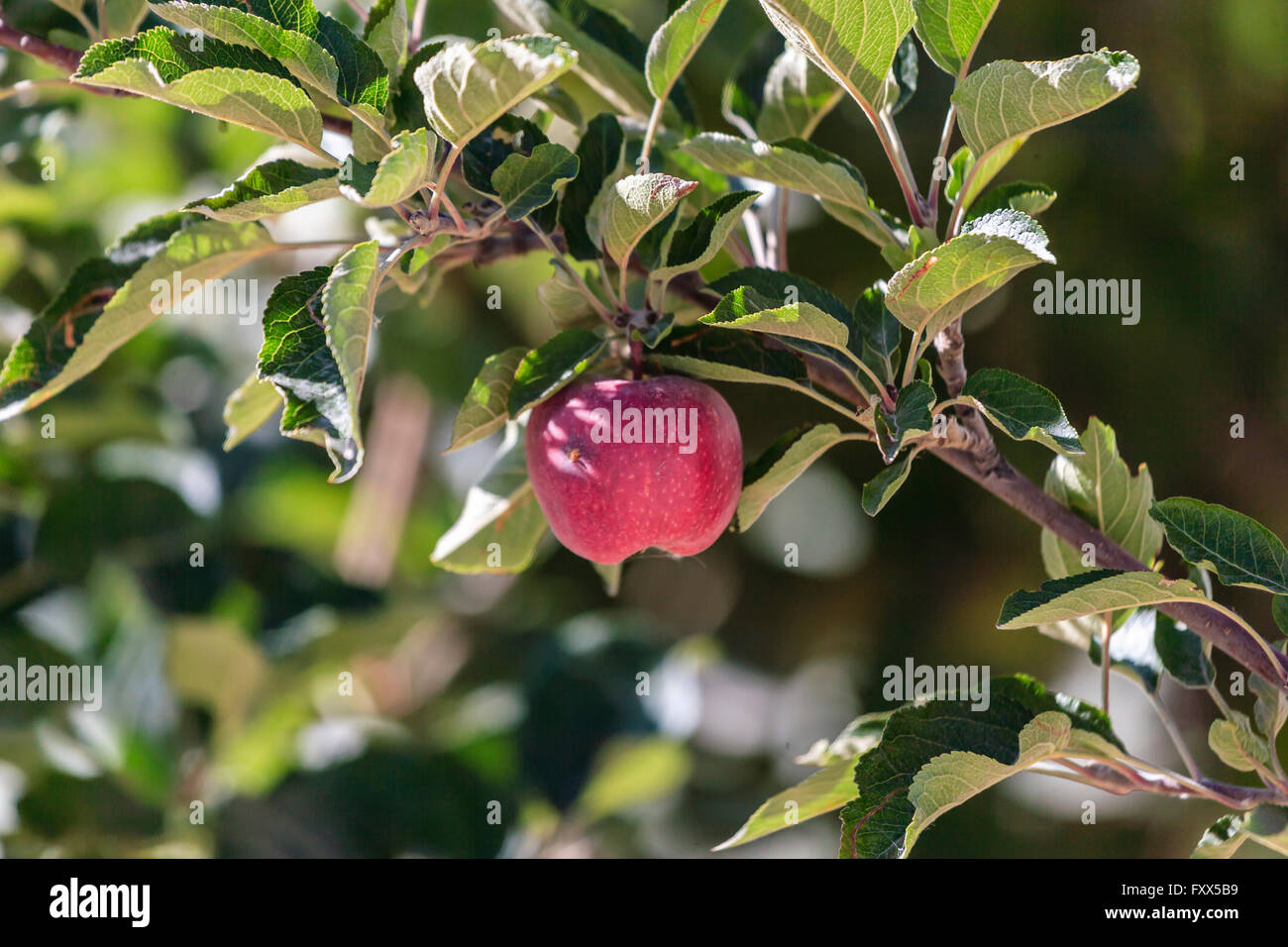 Apple in India Stock Photo - Alamy