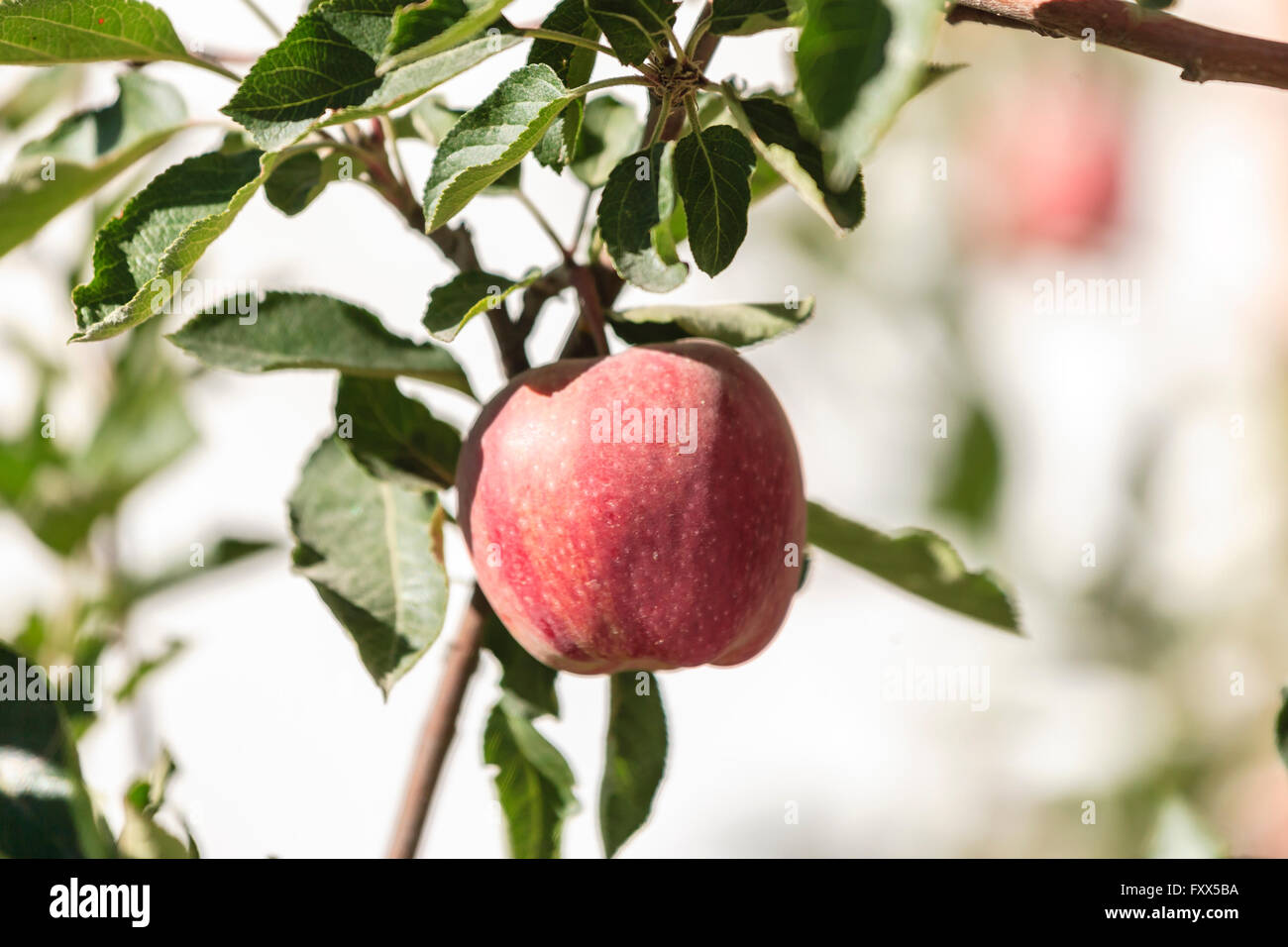 Apple in India Stock Photo - Alamy