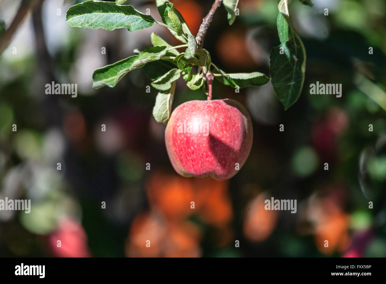 Himachal apple tree hi-res stock photography and images - Alamy