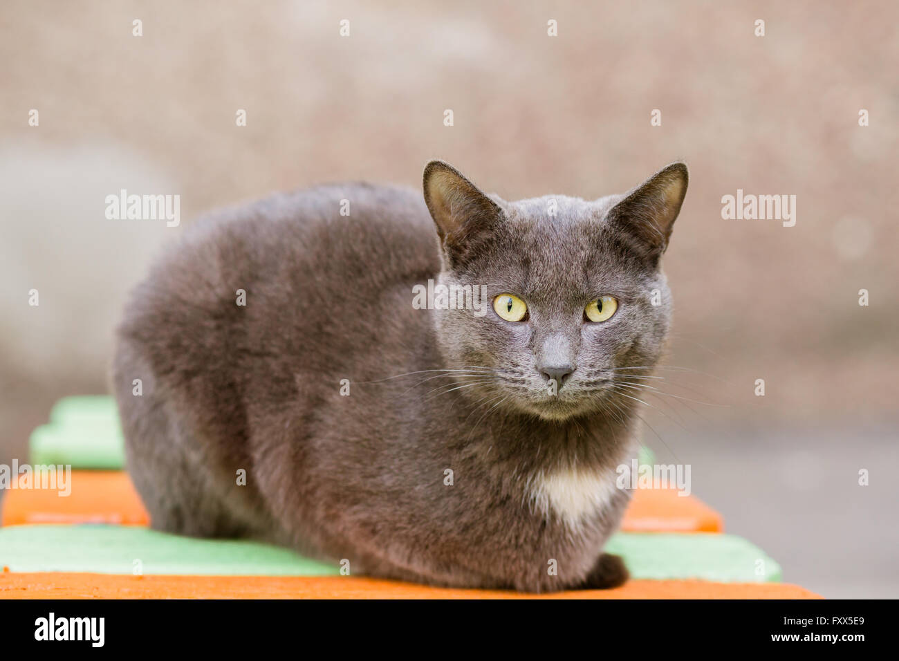 Indifferent hi-res stock photography and images - Alamy