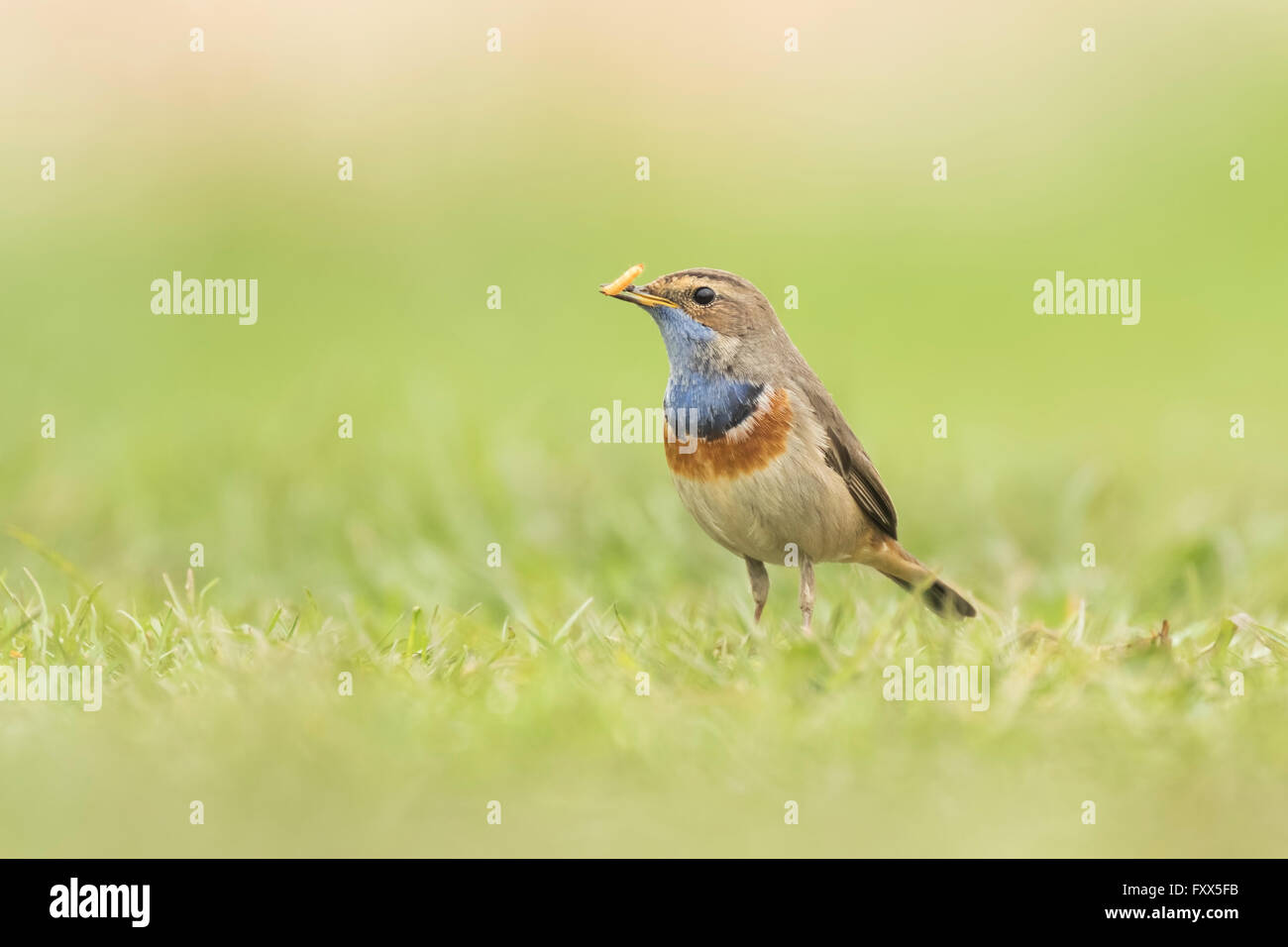 A blue-throat bird (Luscinia svecica cyanecula) foraging in grass in ...