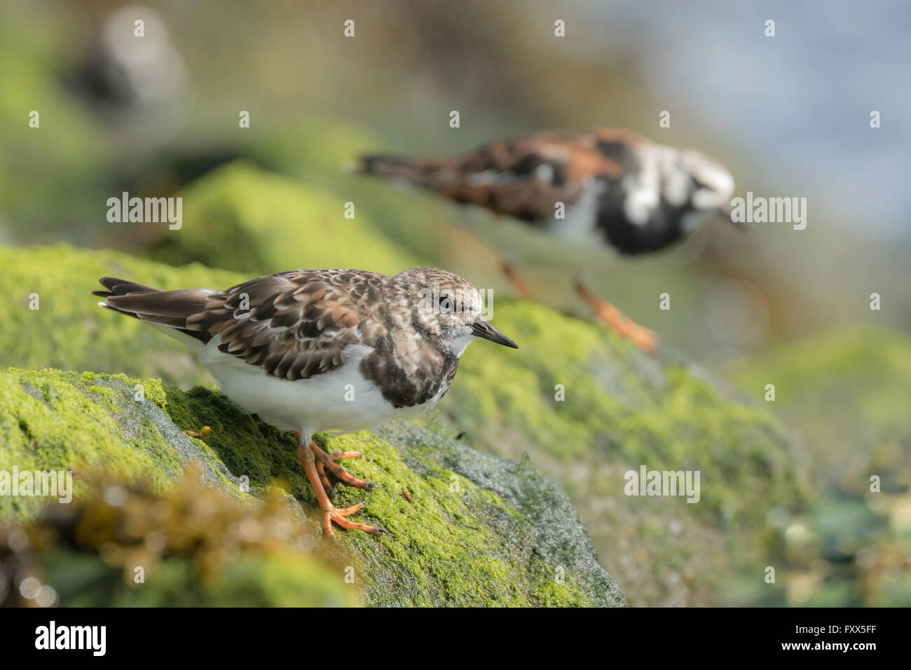 Turnstone summer plumage hi-res stock photography and images - Alamy
