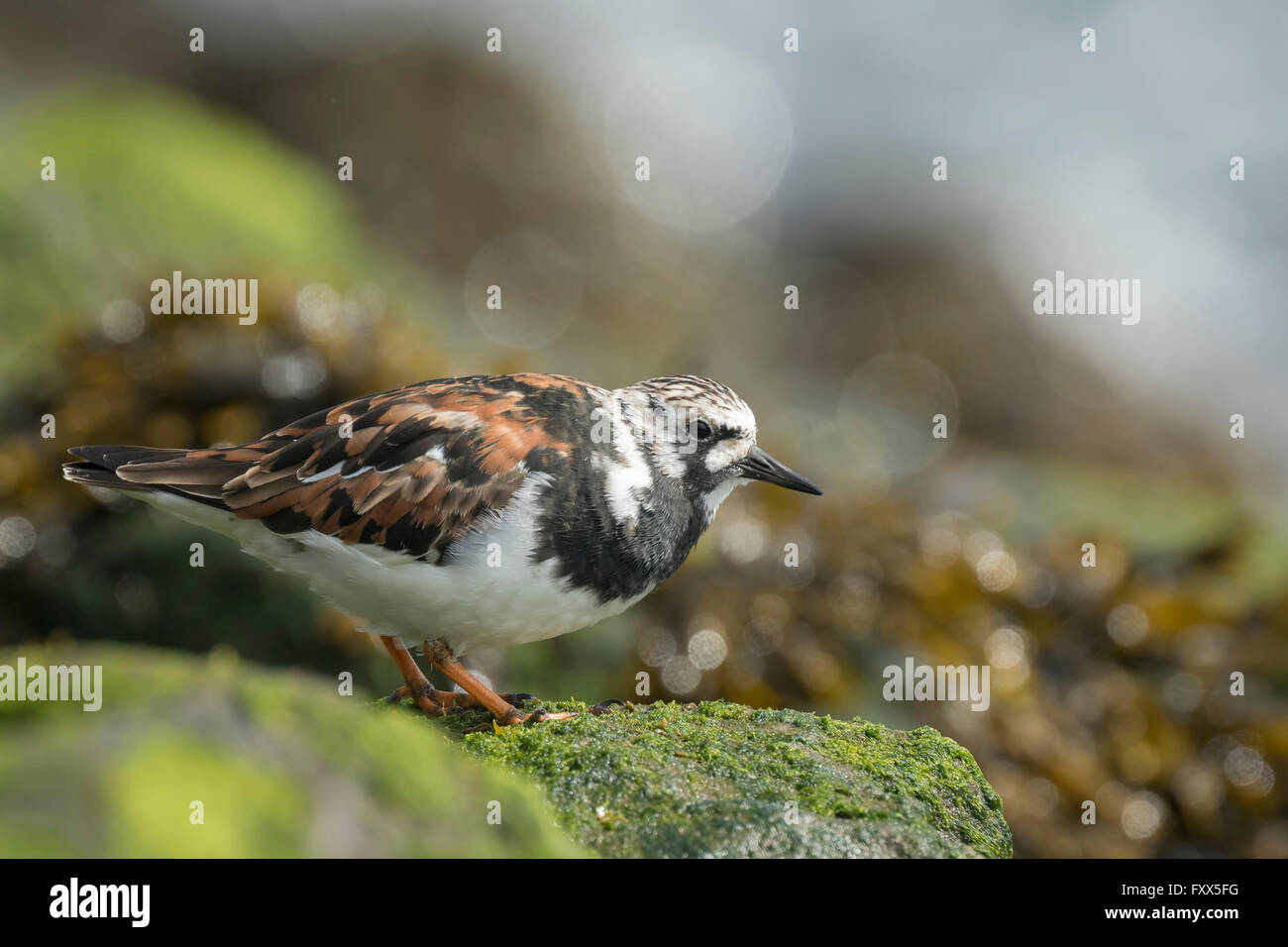 Ruddy turnstone wading bird, Arenaria interpres, in winter plumage, on ...