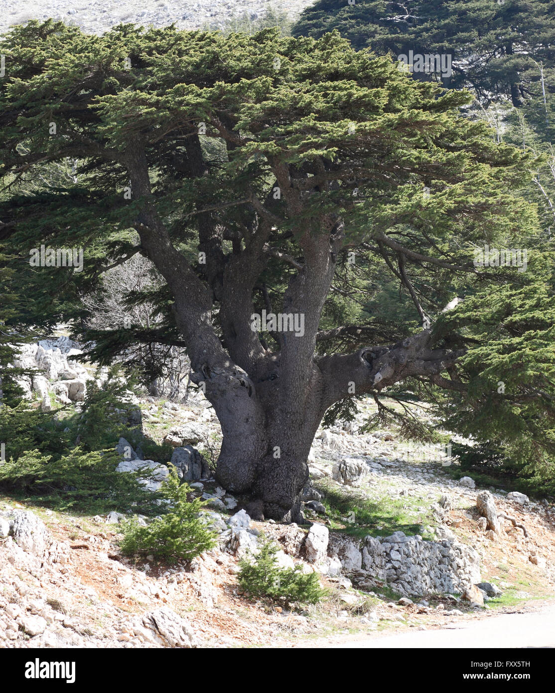 Cedar tree lebanon hi-res stock photography and images - Alamy