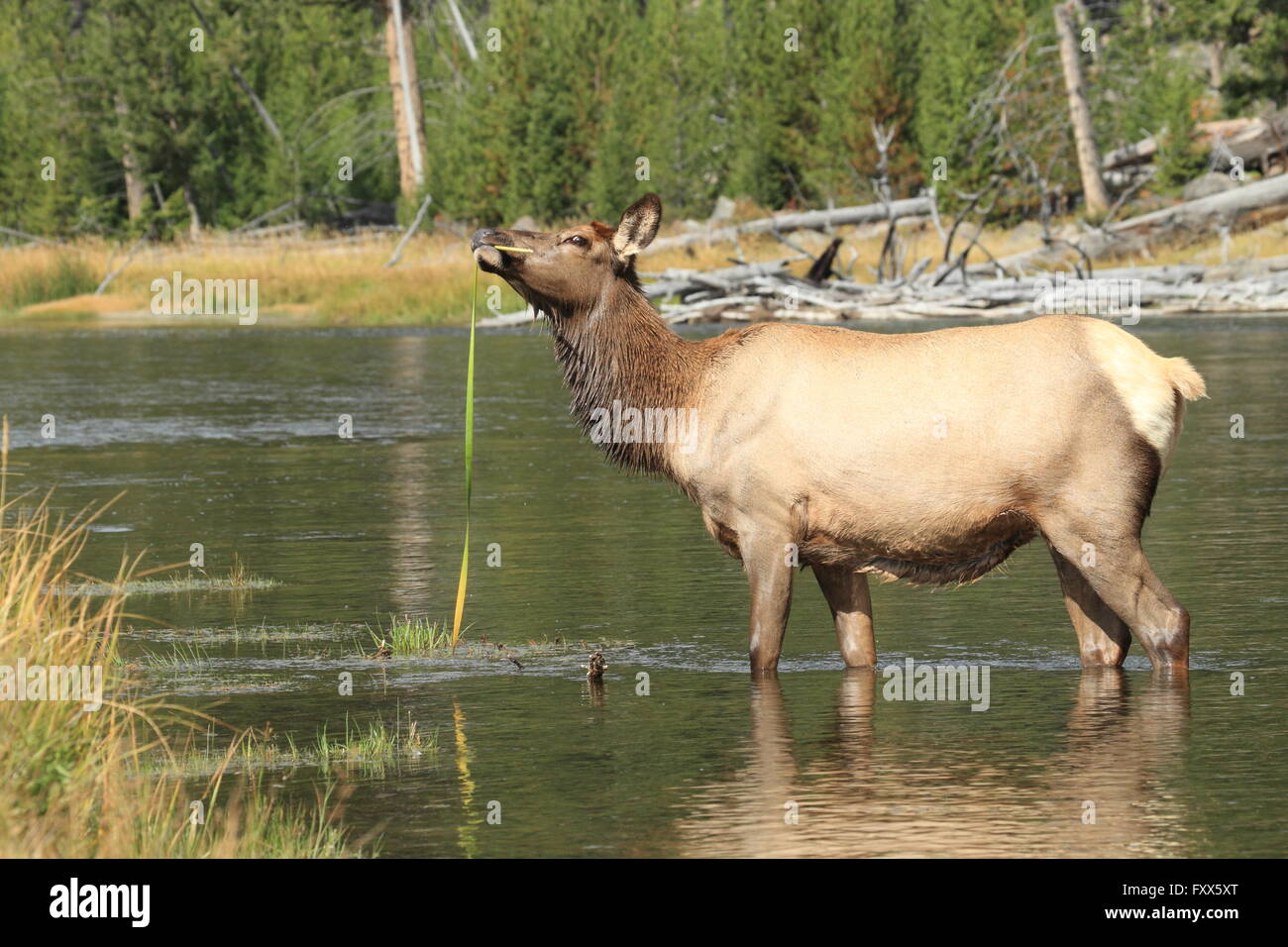Alces wapiti cervus canadensis hi-res stock photography and images - Alamy