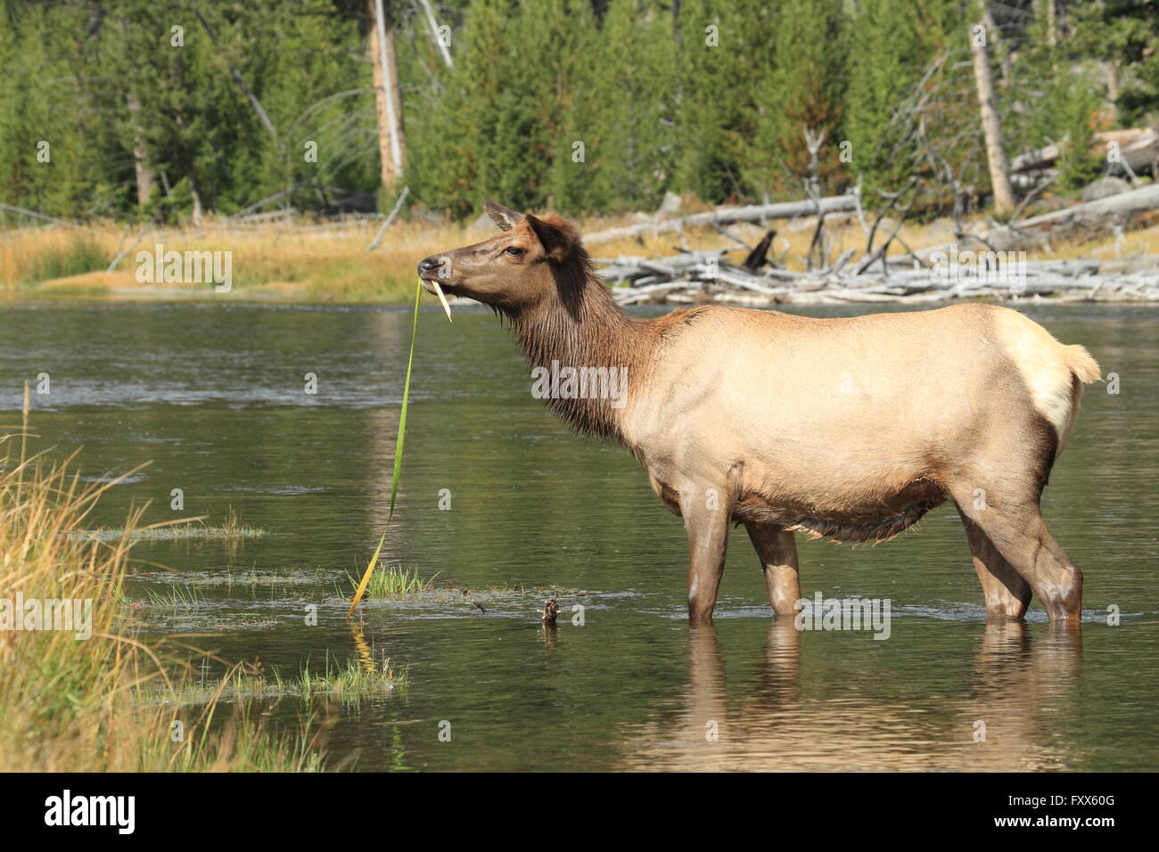 Alces wapiti cervus canadensis hi-res stock photography and images - Alamy