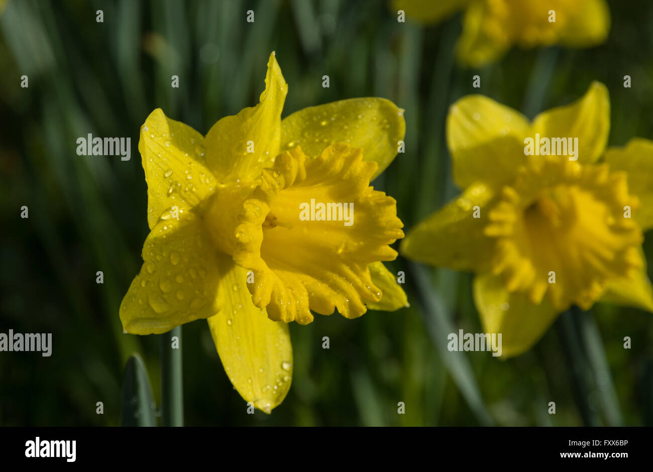 Rain on daffodils hi-res stock photography and images - Alamy