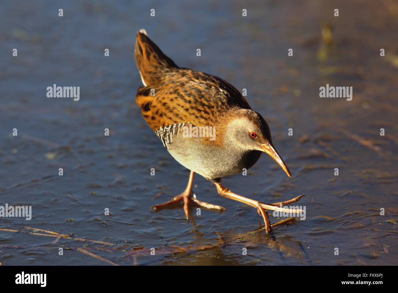 A foraging water-rail pictured at a frozen reed bed Stock Photo - Alamy