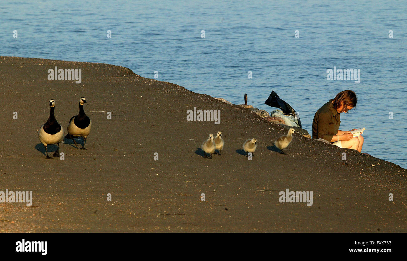 Finland: Helsinki goose family Stock Photo - Alamy
