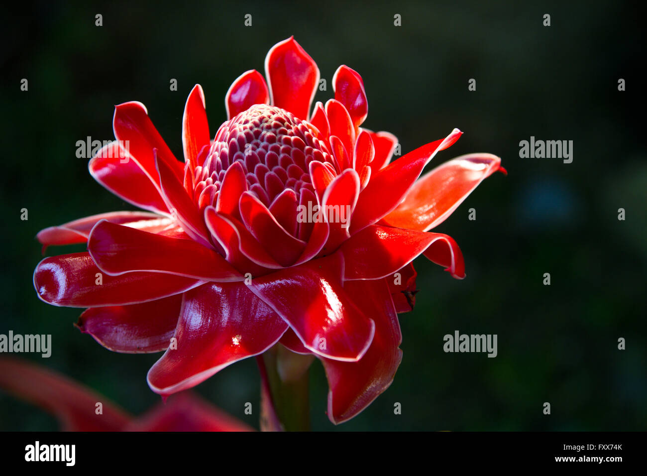 Red vanda Flowers in Koh Ngai island Thailand Stock Photo - Alamy