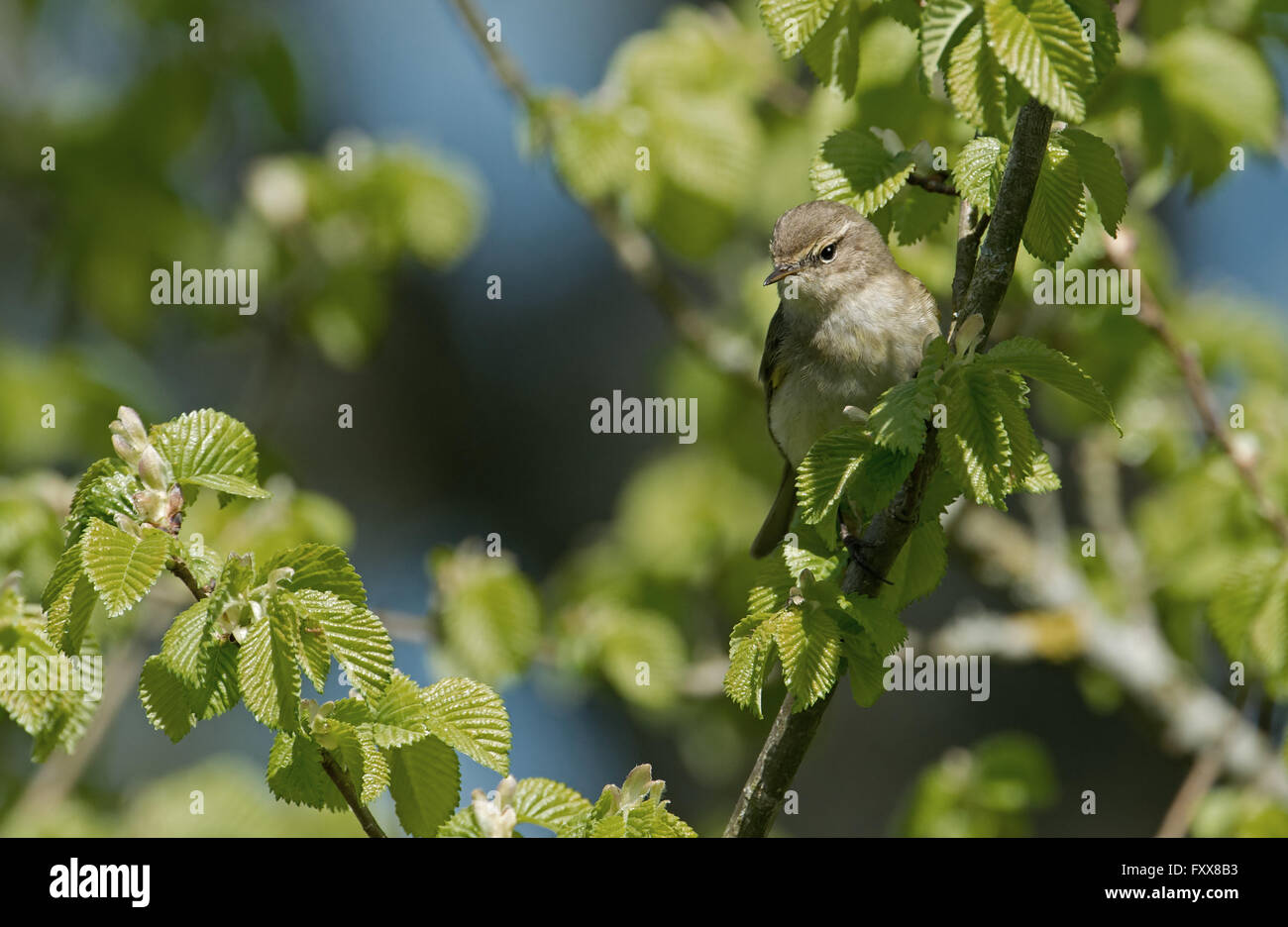 Chiffchaff-Phylloscopus collybita. Spring. Uk Stock Photo - Alamy