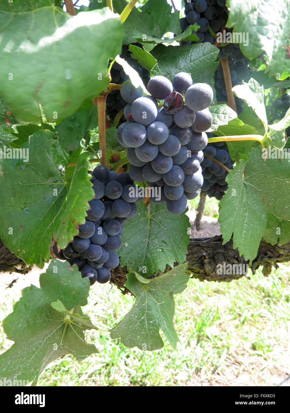 Winery victoria australia hi-res stock photography and images - Alamy