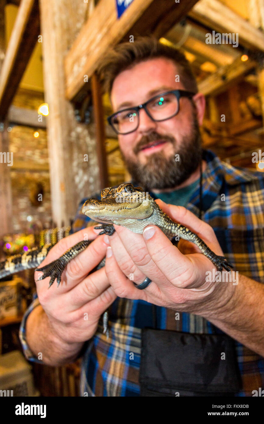 Man holds rescued baby one-year-old alligator. Part of gator rescue ...