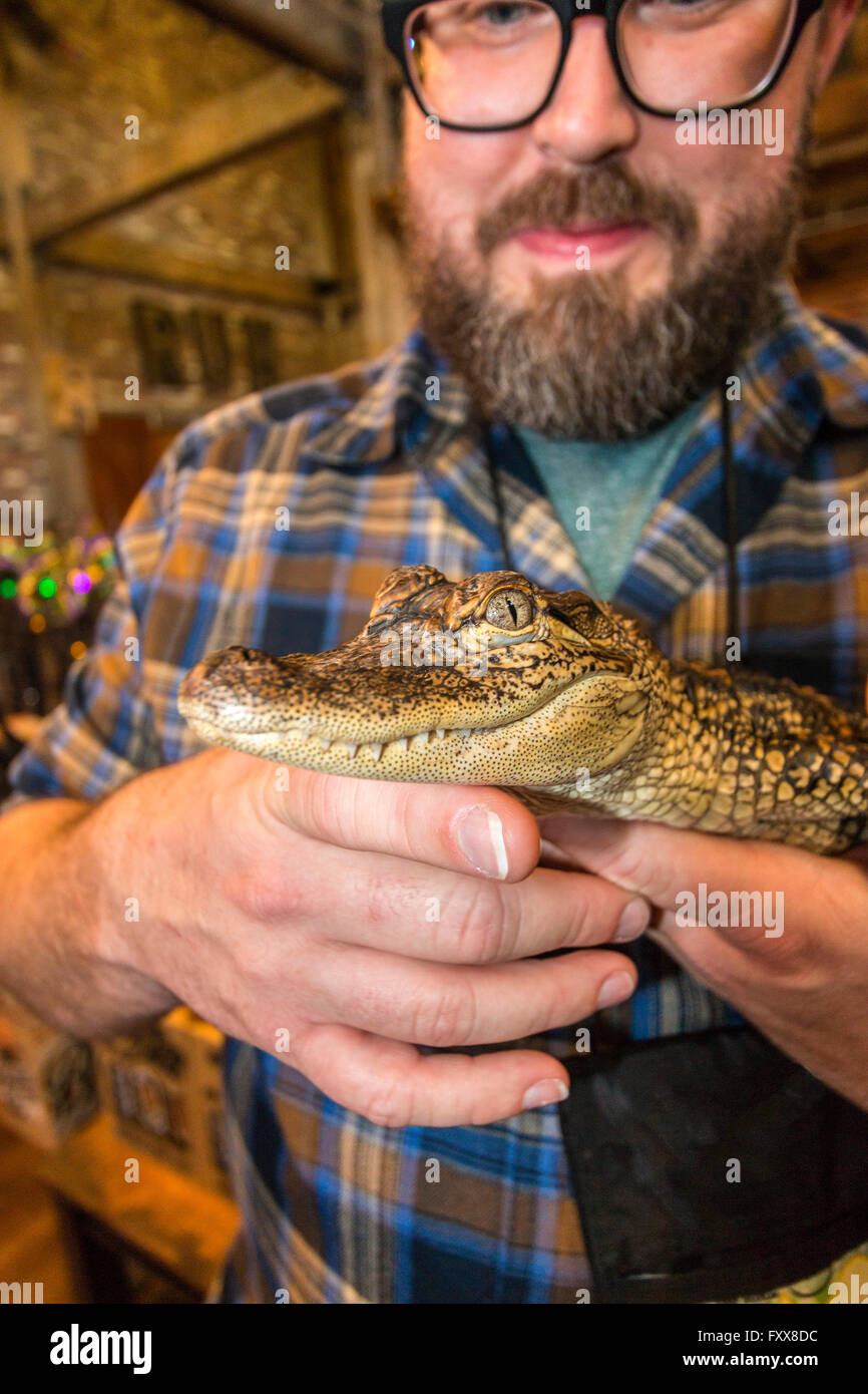 Man holds rescued baby two-year-old alligator. Part of gator rescue ...