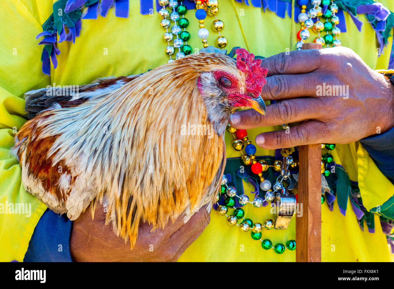 Rodney Victorian, chicken caption, holds one of his prize roosters for ...