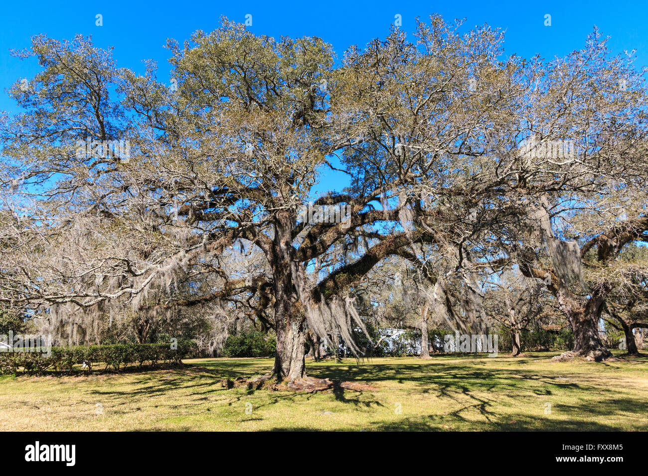 Southern live oak hi-res stock photography and images - Alamy