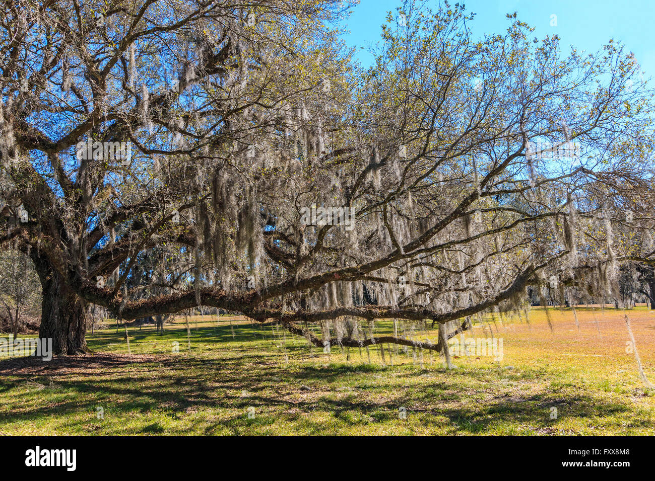 Southern live oak hi-res stock photography and images - Alamy