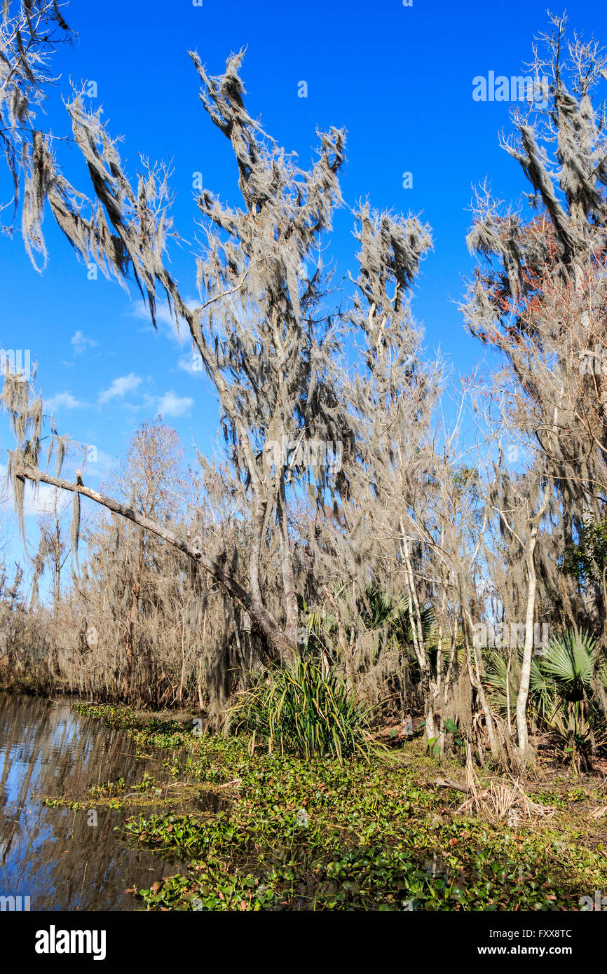 Cypress tree with moss hi-res stock photography and images - Alamy