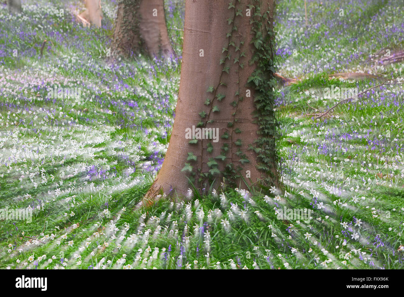 Spring wild flower explosion of colors. Wood anemone and blue bells in ...