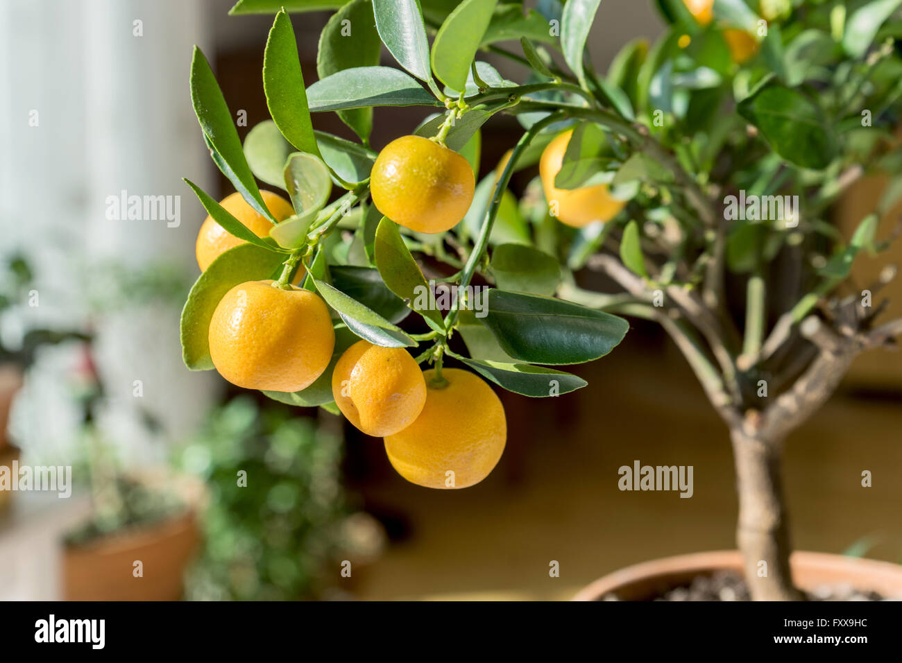 little orange tree in a pot Stock Photo - Alamy