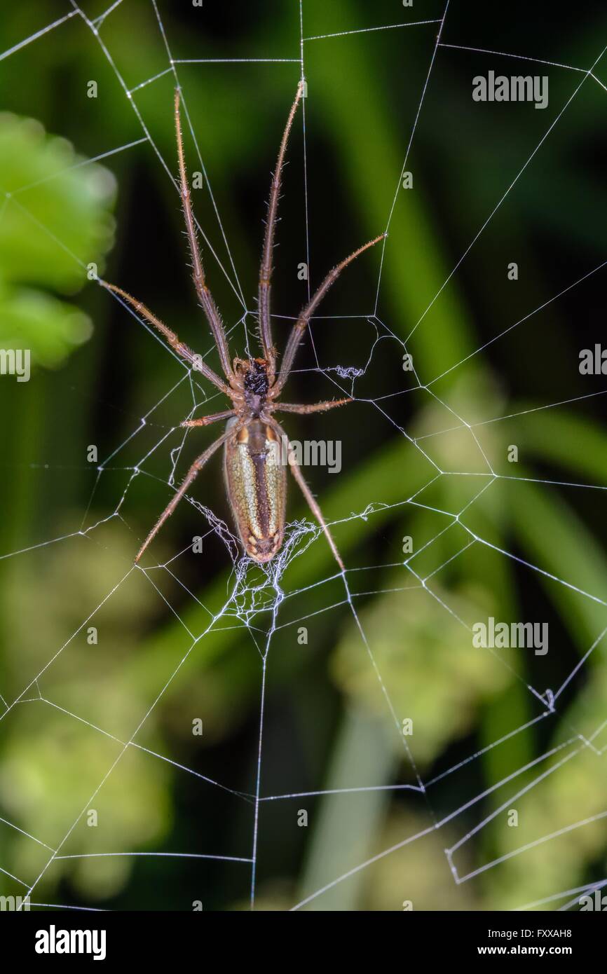 The spider moves in its web to eat the prey, in the flowers background ...