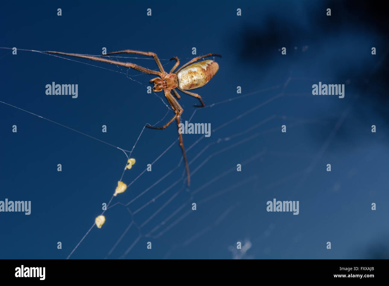 The spider moves in her web in blue sky Stock Photo - Alamy