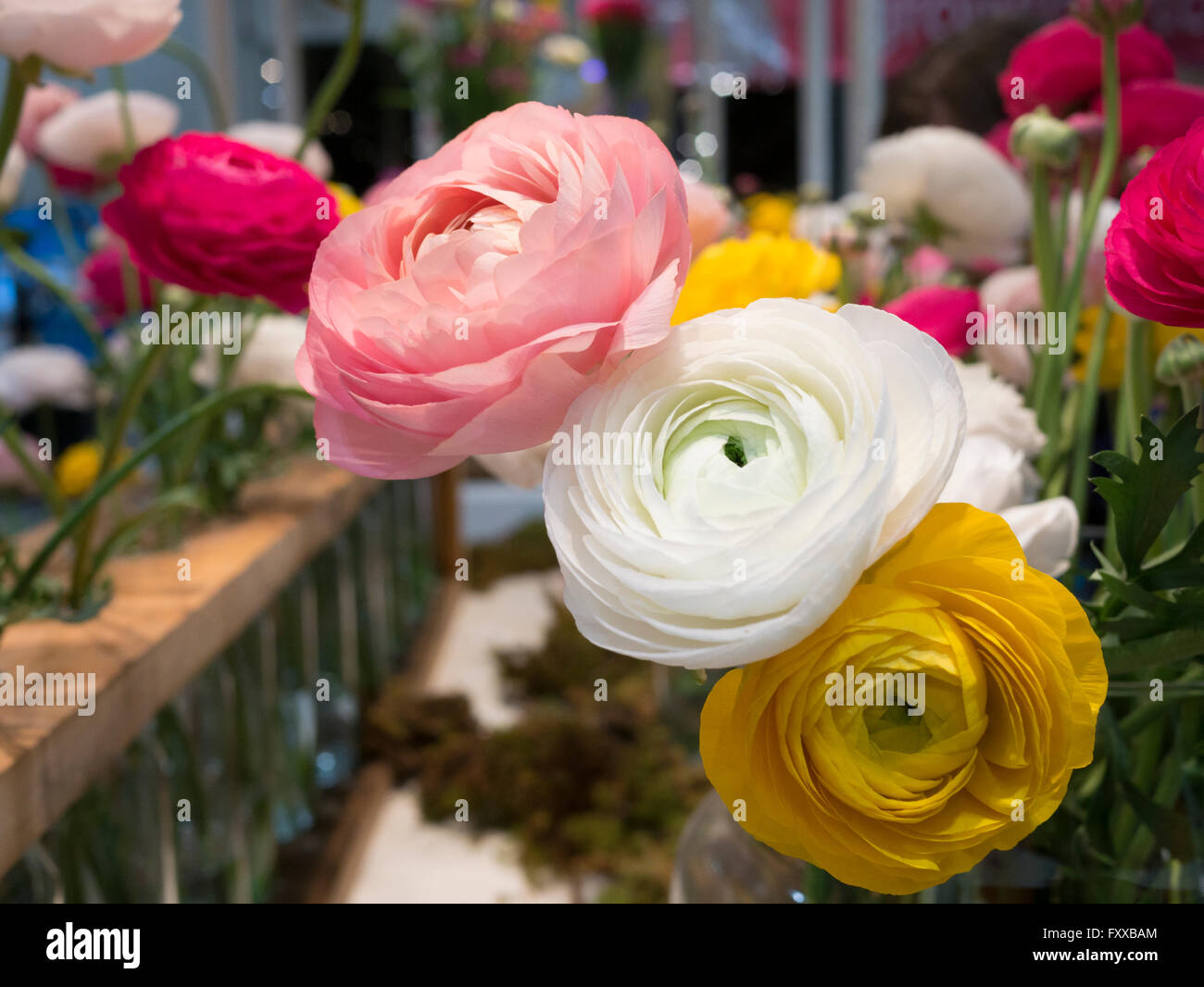 Flowers on display in spring home and garden trade show Stock Photo - Alamy