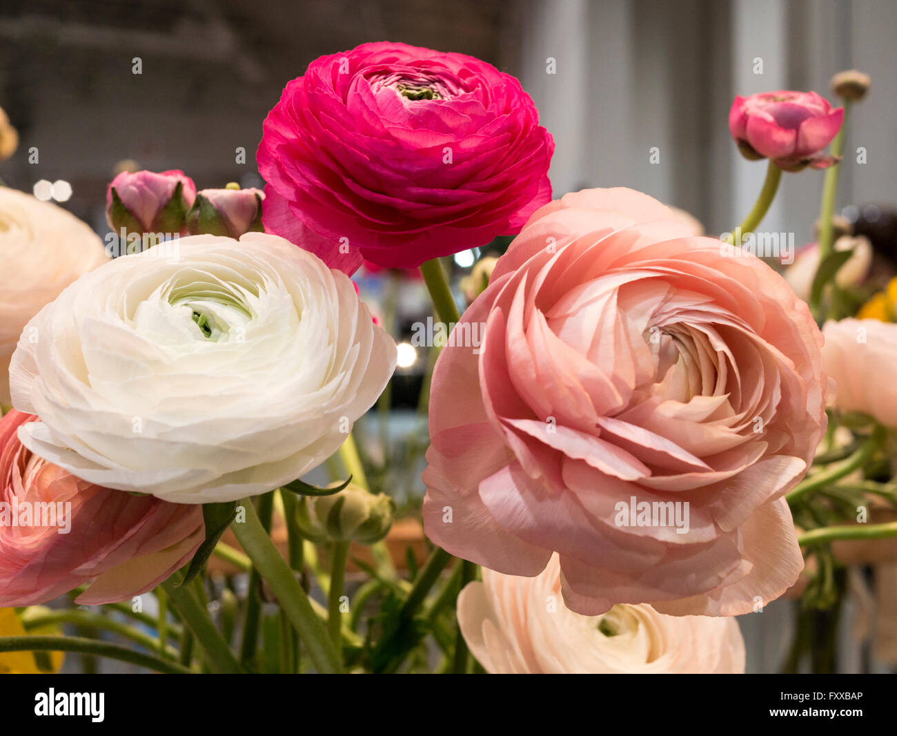 Flowers on display in spring home and garden trade show Stock Photo - Alamy