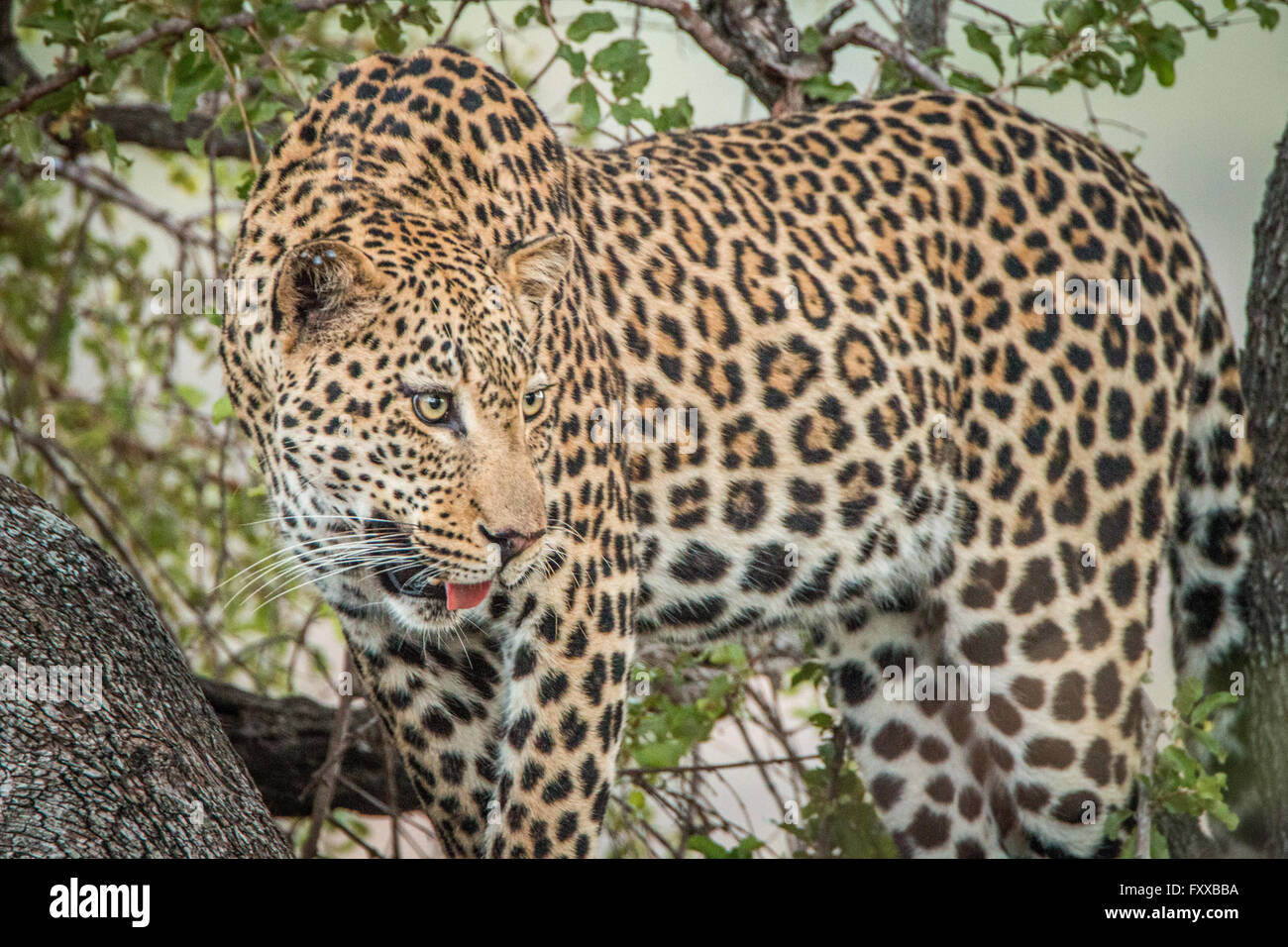 Leopard in a tree in the Kruger National Park, South Africa Stock Photo ...