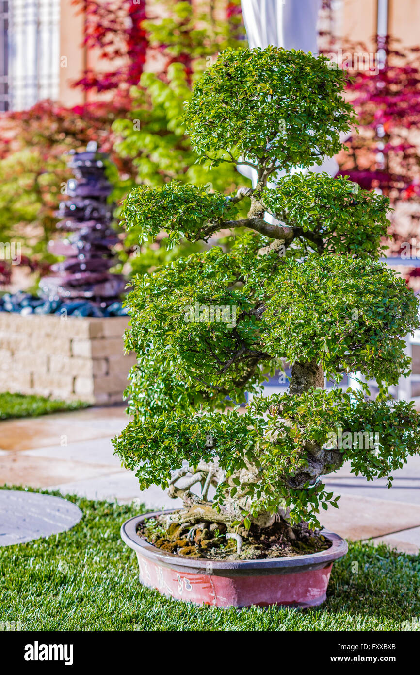 bonsai tree with green leaves in a garden Stock Photo - Alamy