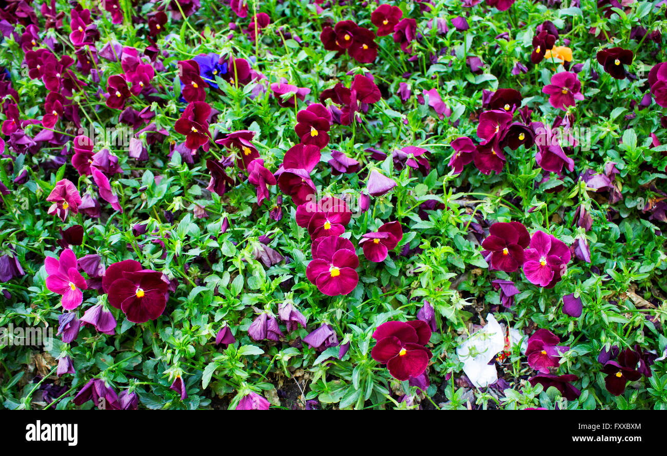 Viola plant hi-res stock photography and images - Alamy