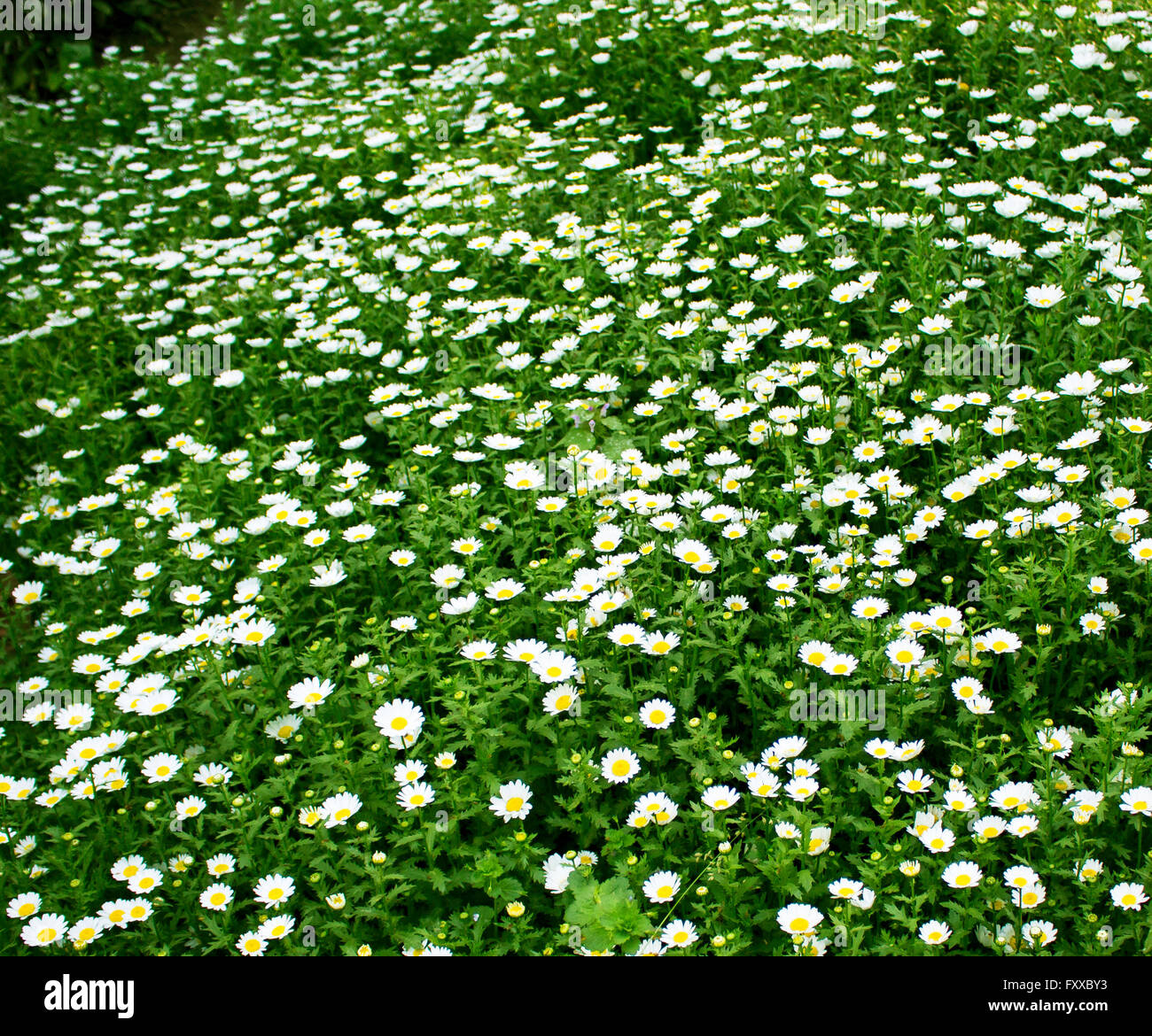 Paludosum daisy leucanthemum hi-res stock photography and images - Alamy
