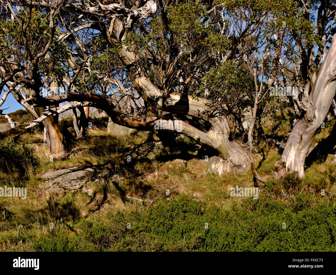 Snow Gums Australia High Resolution Stock Photography and Images - Alamy