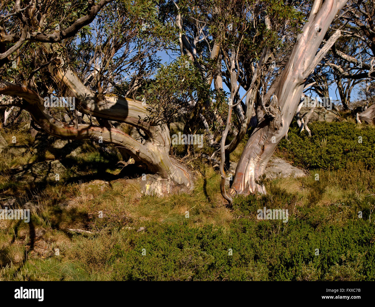 Snow Gums Australia High Resolution Stock Photography and Images - Alamy