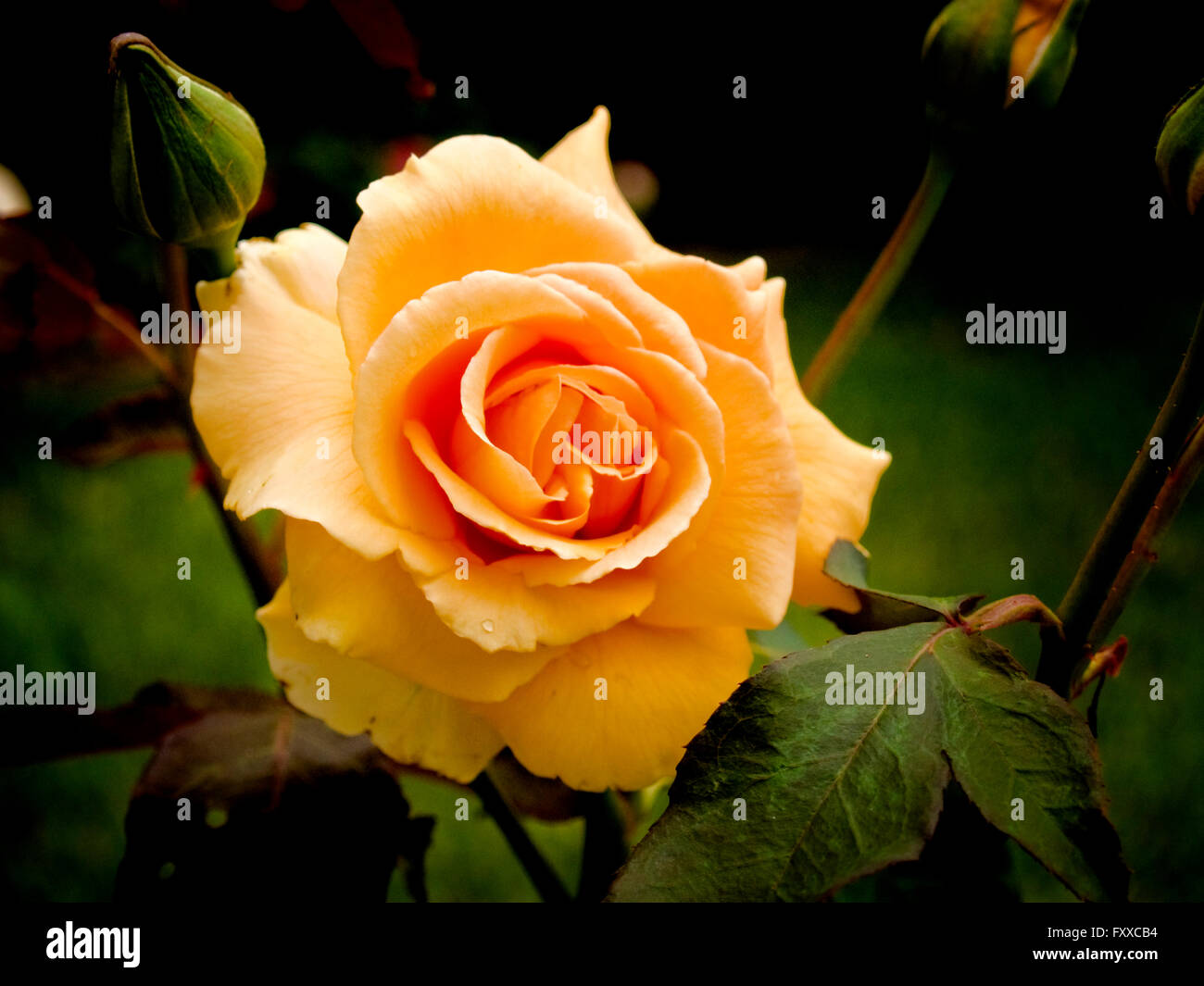 Apricot Colour High Resolution Stock Photography and Images - Alamy