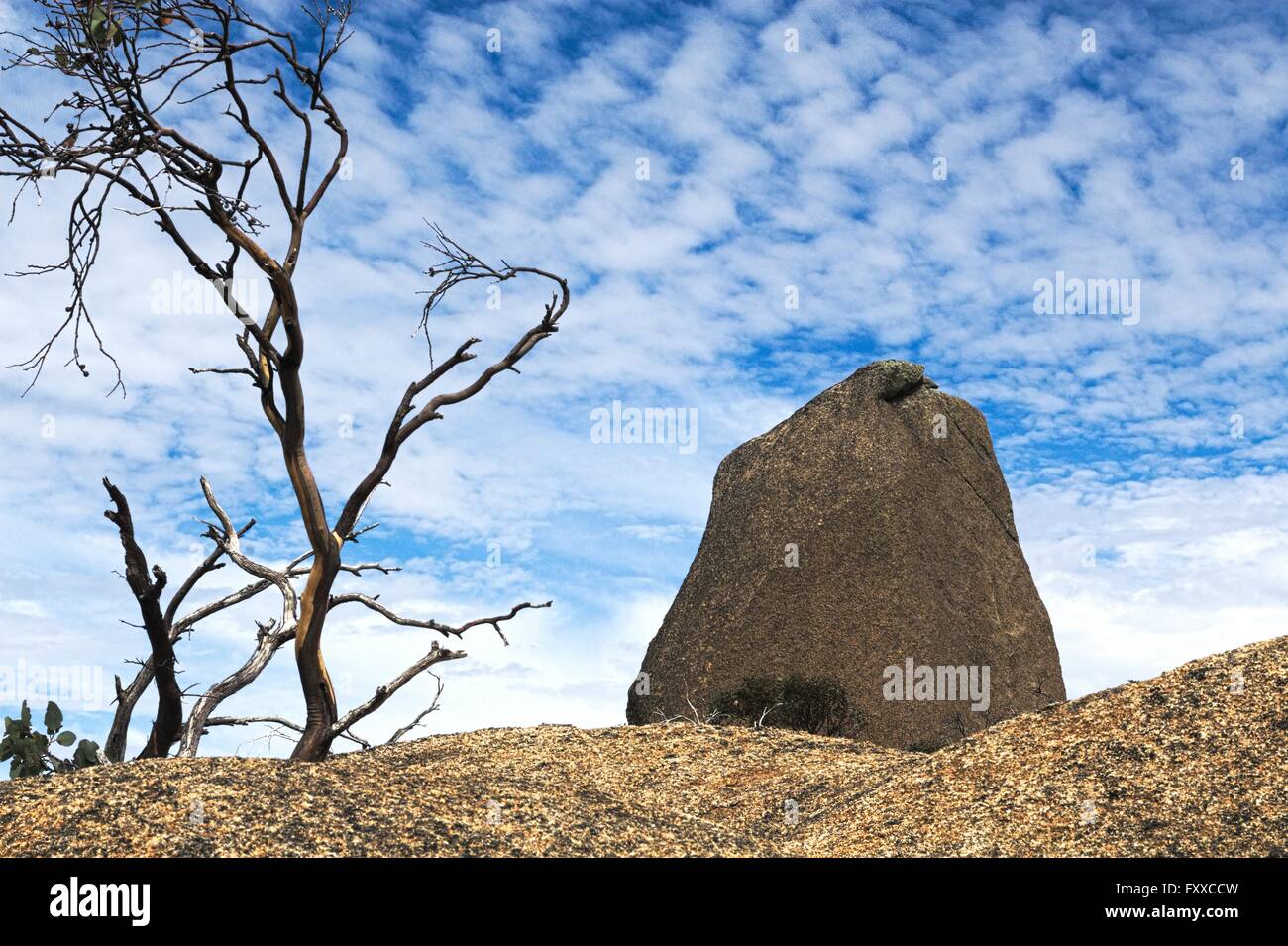 Large monolith rock and dead tree against blue, cloudy sky Stock Photo ...