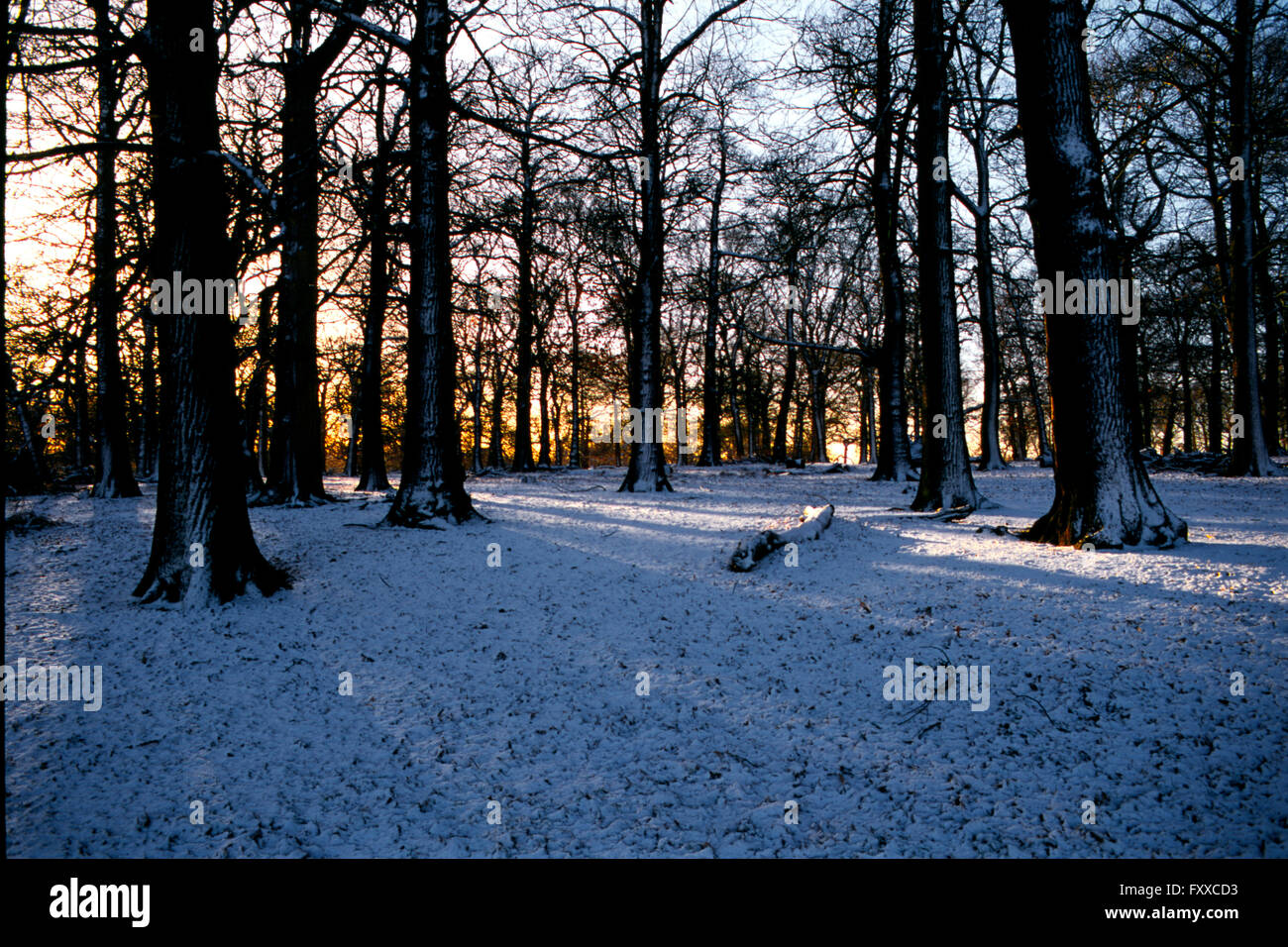 England: Winter in Richmond Park, London Stock Photo - Alamy