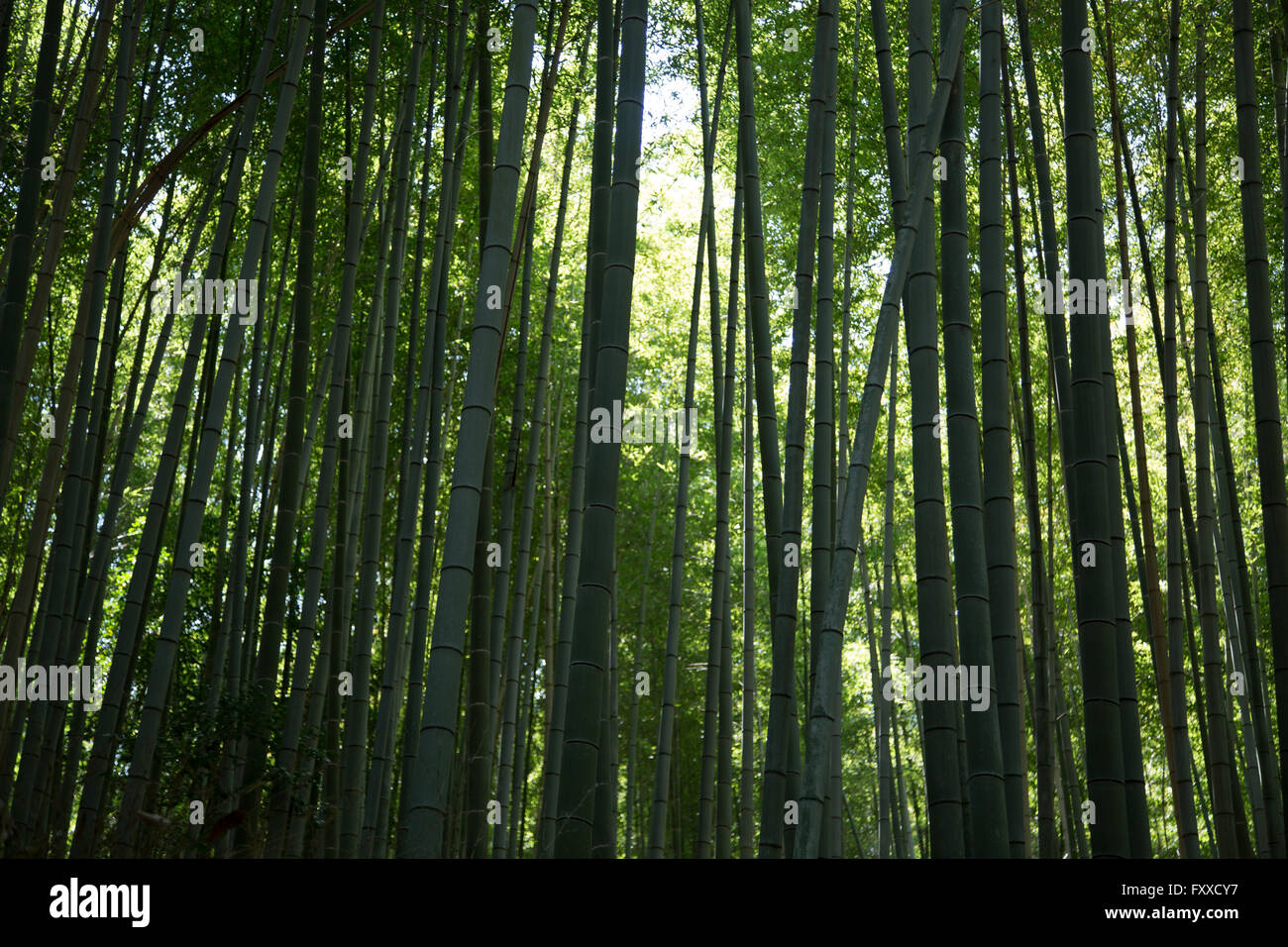 Bamboo grove hi-res stock photography and images - Alamy