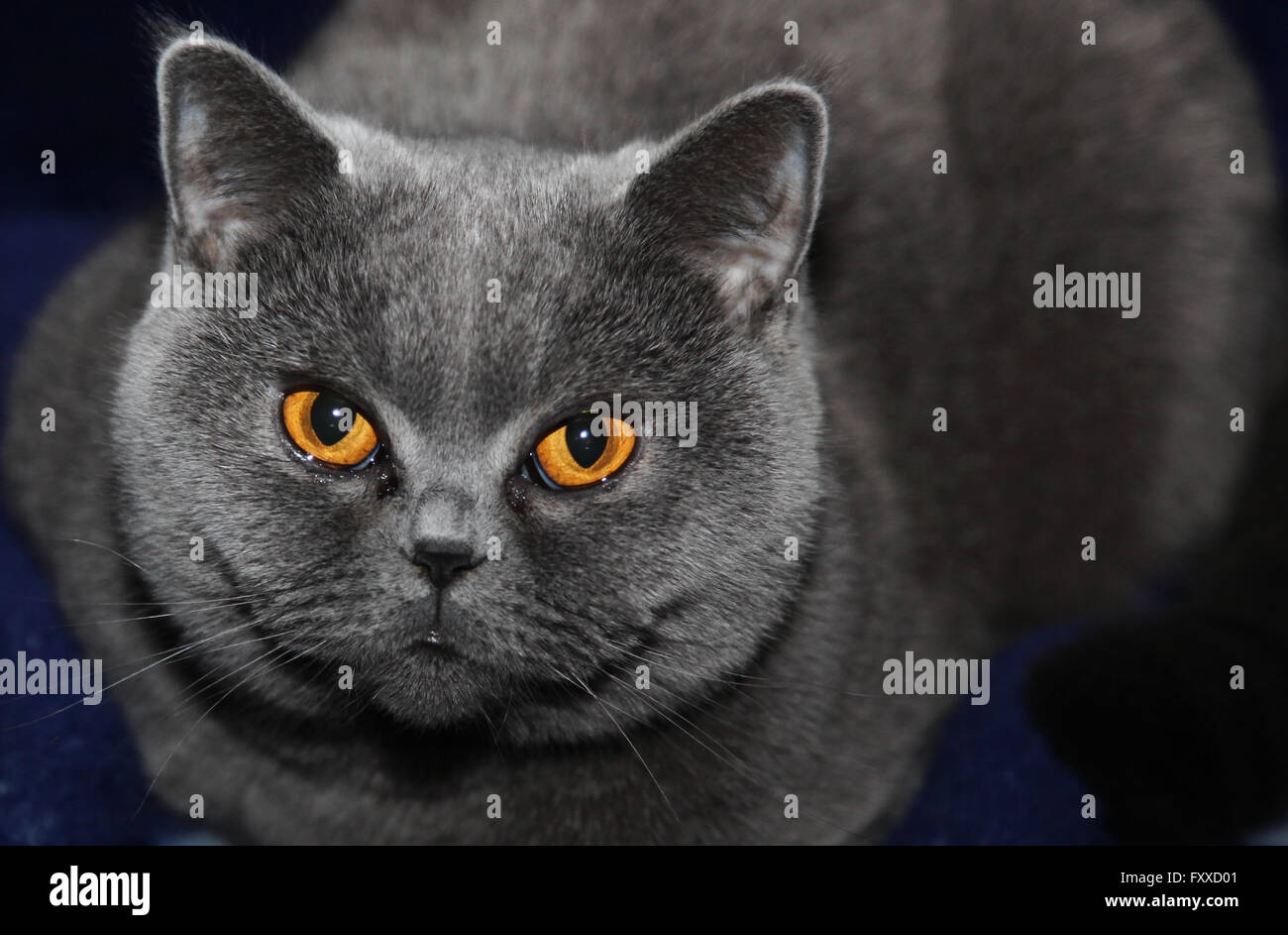 Cat breeds British Shorthair blue color Stock Photo - Alamy