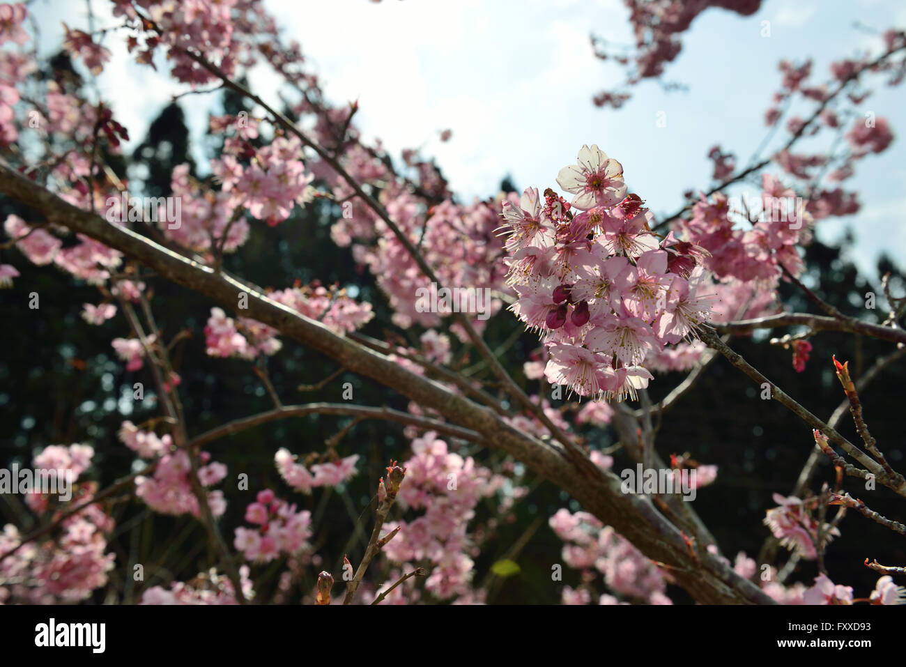 Blooms beauty in nature hi-res stock photography and images - Alamy
