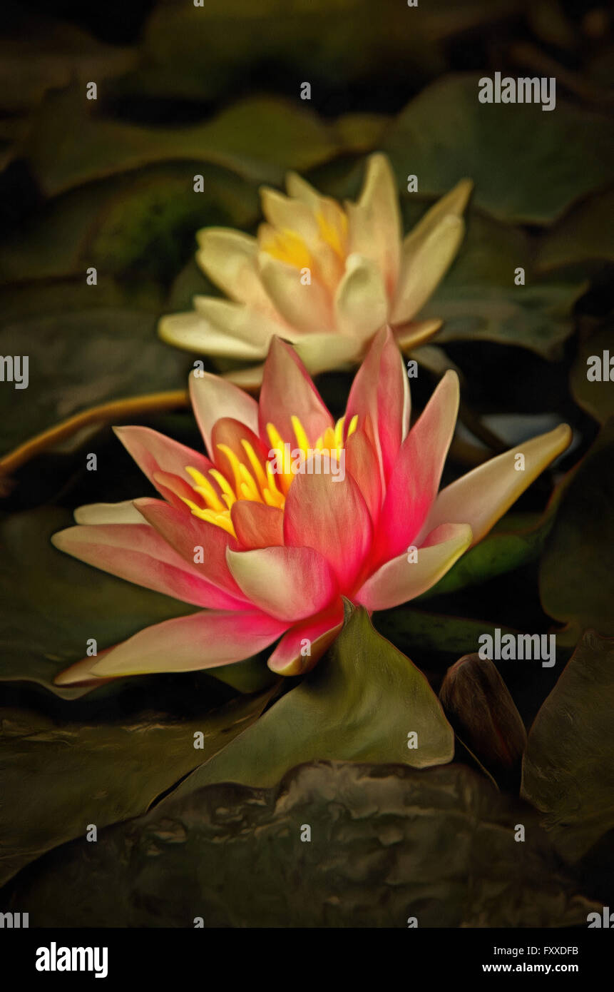 Fringe lily flower hi-res stock photography and images - Alamy
