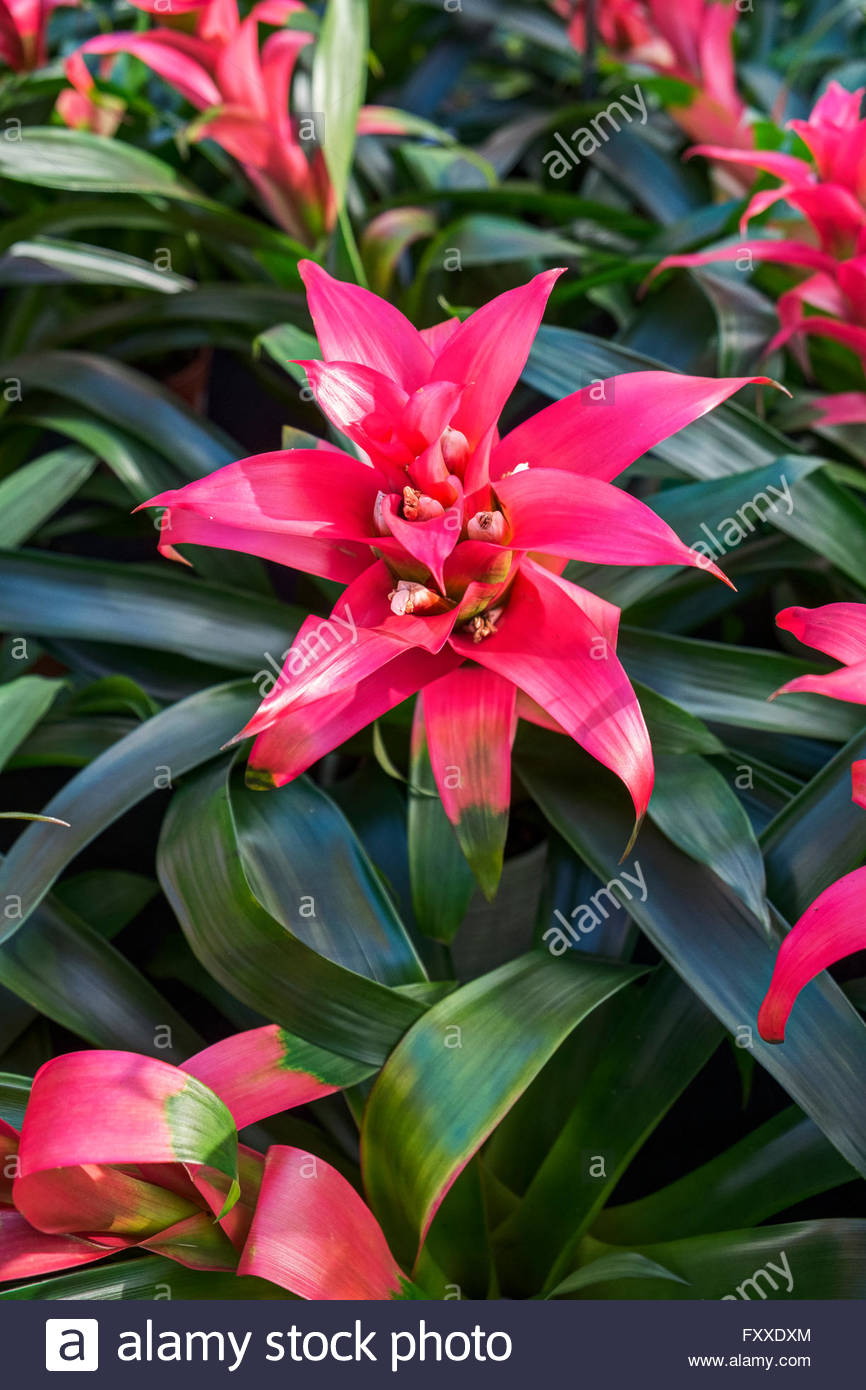 Guzmania Lingulata High Resolution Stock Photography and Images - Alamy