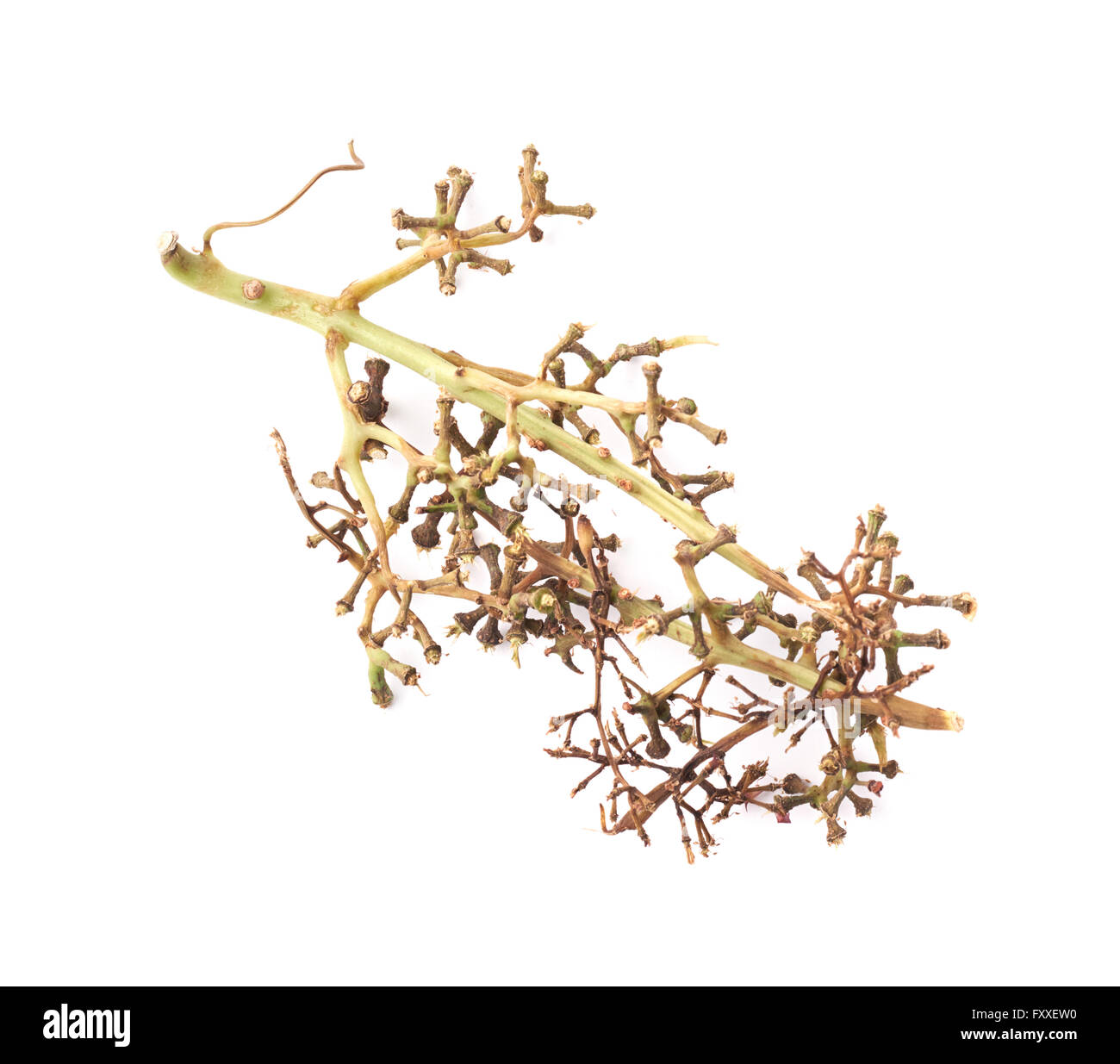 Empty branch of grapes isolated Stock Photo - Alamy