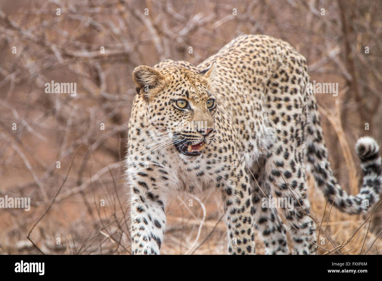 Leopard walking towards a camera in the Kruger National Park, South ...