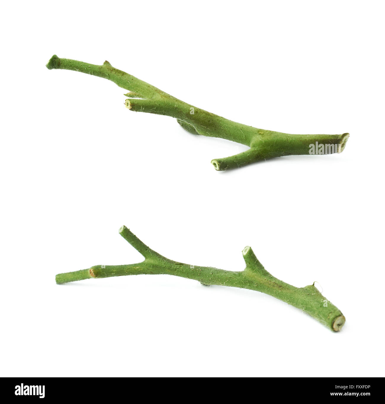 Green stems of tomato fruits isolated Stock Photo - Alamy